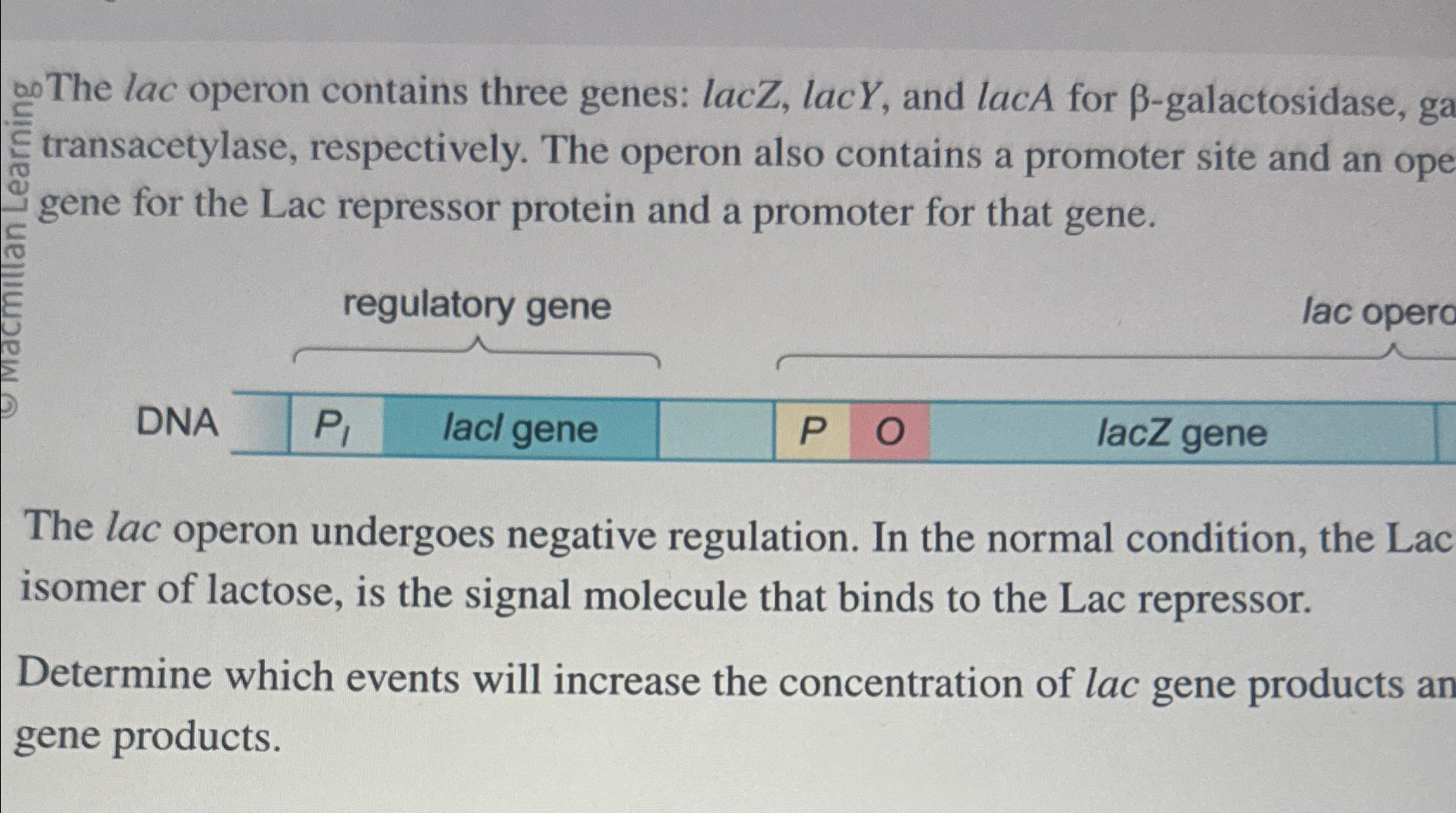 Solved The lac operon contains three genes: lacZ, lac Y, | Chegg.com