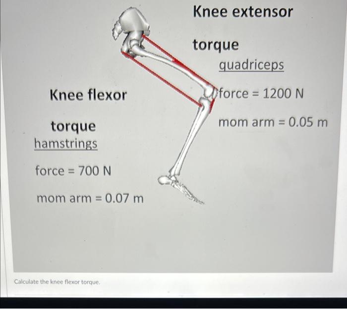Solved Knee extensor torque quadriceps Knee flexor Dforce = | Chegg.com