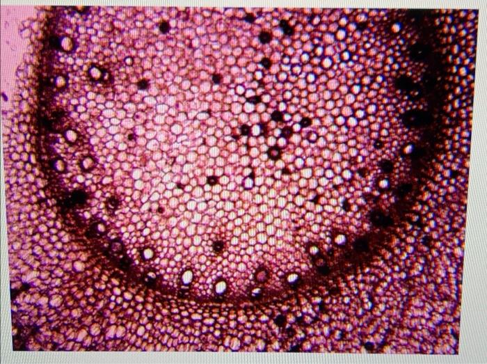 Solved 3. Modified stems: View the modified stems presented | Chegg.com