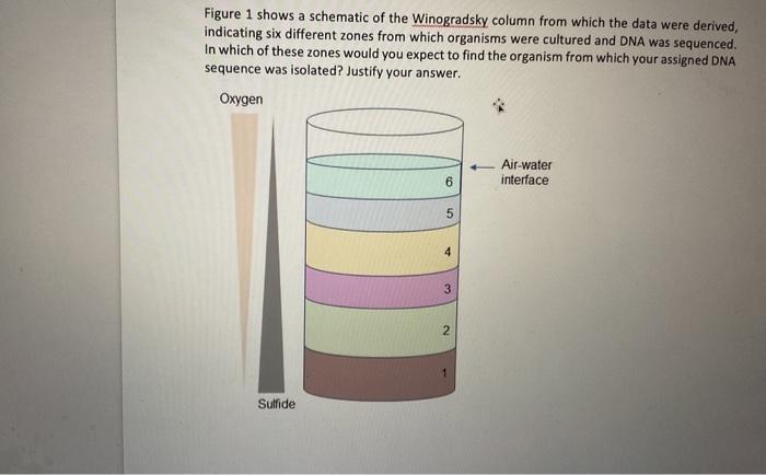 Solved Figure 1 shows a schematic of the Winogradsky column | Chegg.com