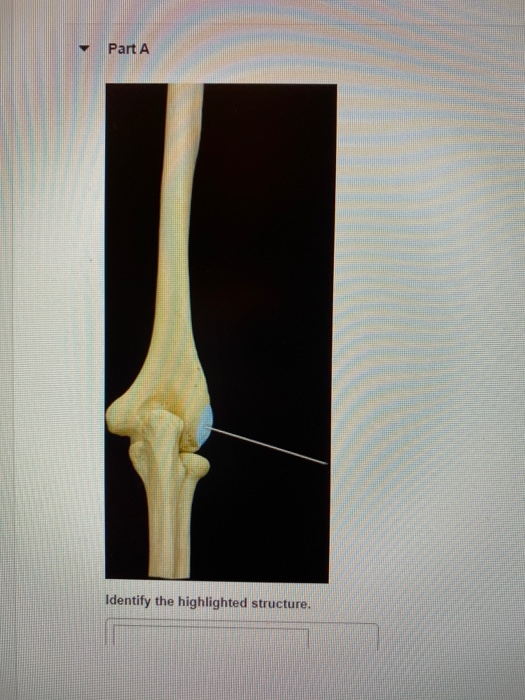 Solved Part A Identify the highlighted structure. | Chegg.com