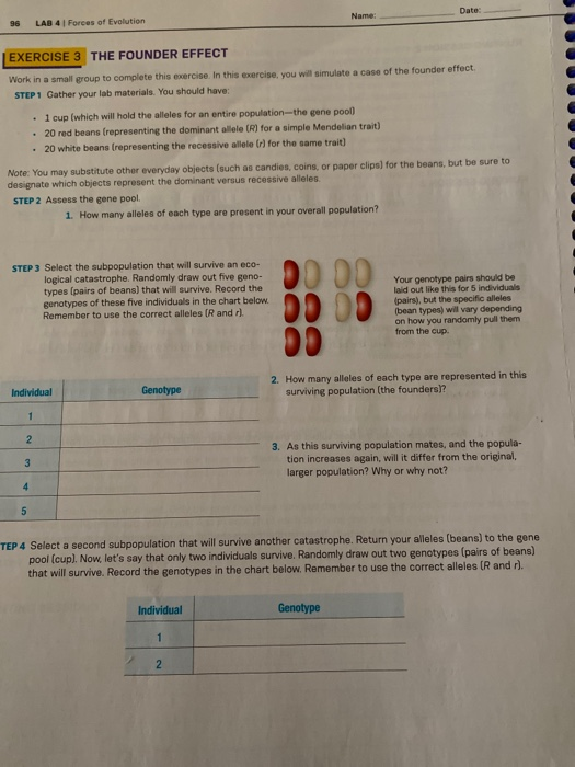Date: Name: 96 LAB 4 Forces of Evolution EXERCISE 3 | Chegg.com