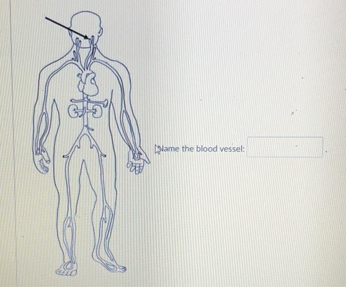 Solved Name the blood vessel: GERES | Chegg.com
