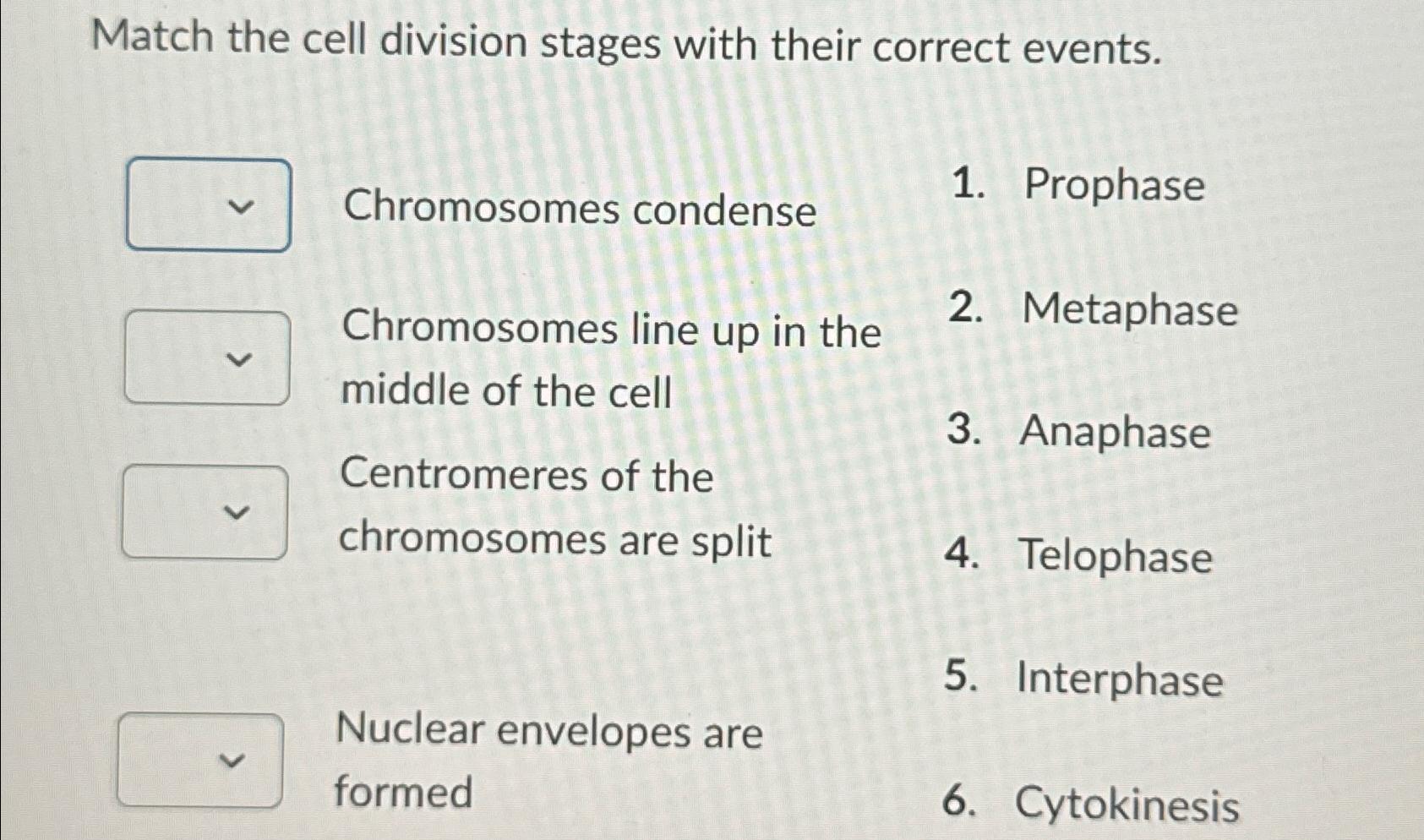 Solved Match the cell division stages with their correct | Chegg.com