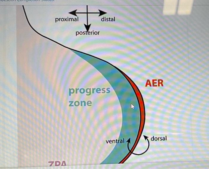 Solved Define ZPA and AER as they related to limb | Chegg.com