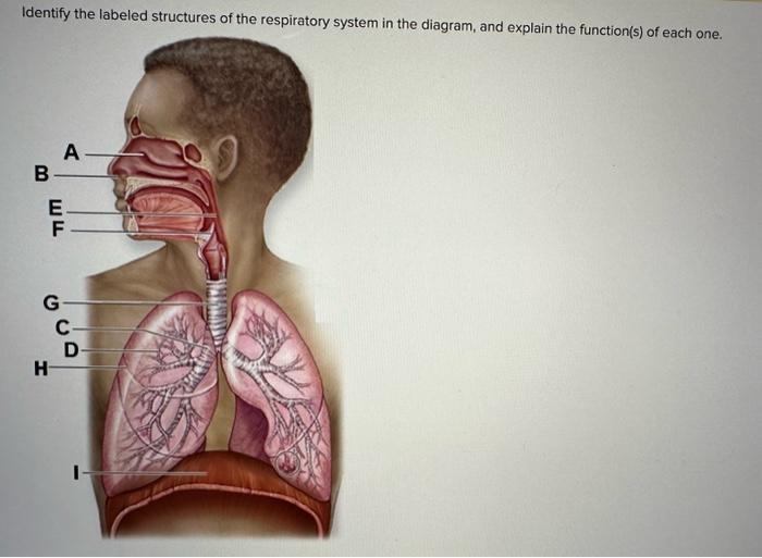 Solved Identify the labeled structures of the respiratory | Chegg.com