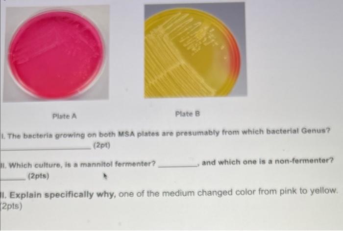 Solved Piste A Plate B L. The bacteria growing on both MSA | Chegg.com