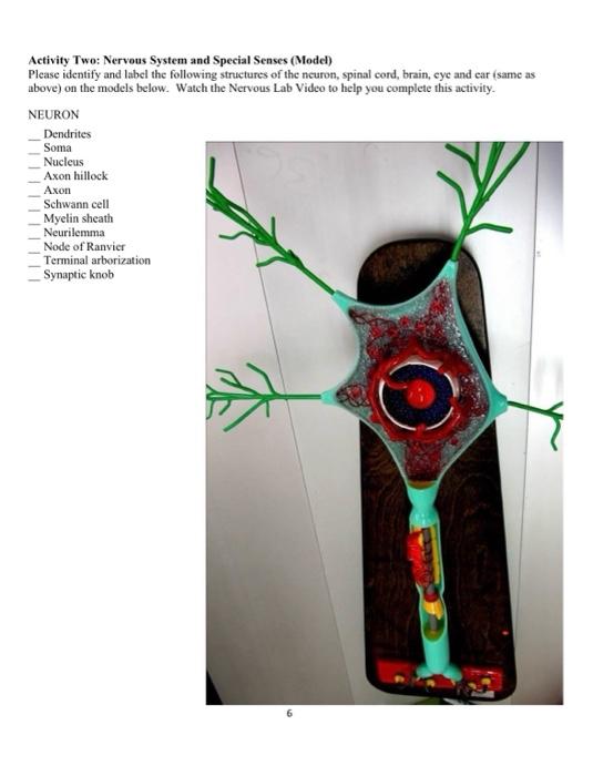 Solved Activity Two: Nervous System and Special Senses | Chegg.com