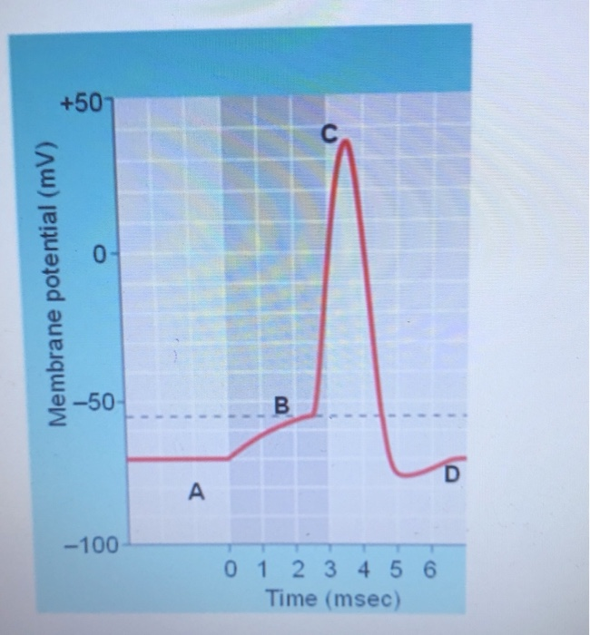 Solved Where along this curve do voltage-gated potassium | Chegg.com