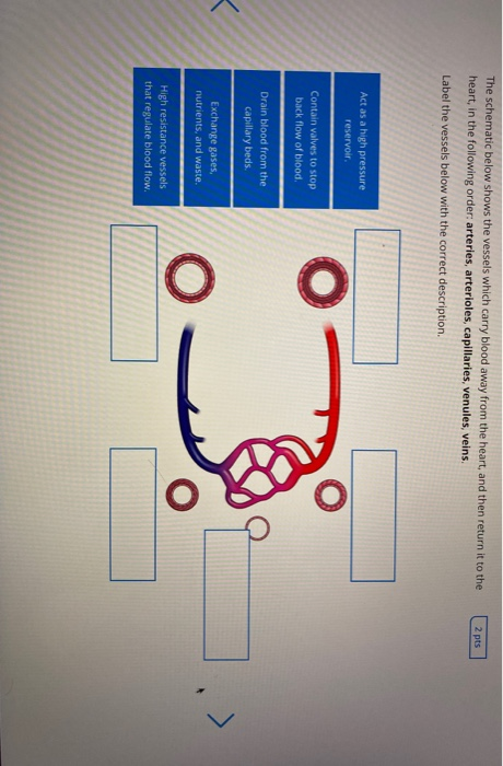 Solved 2 pts The schematic below shows the vessels which | Chegg.com