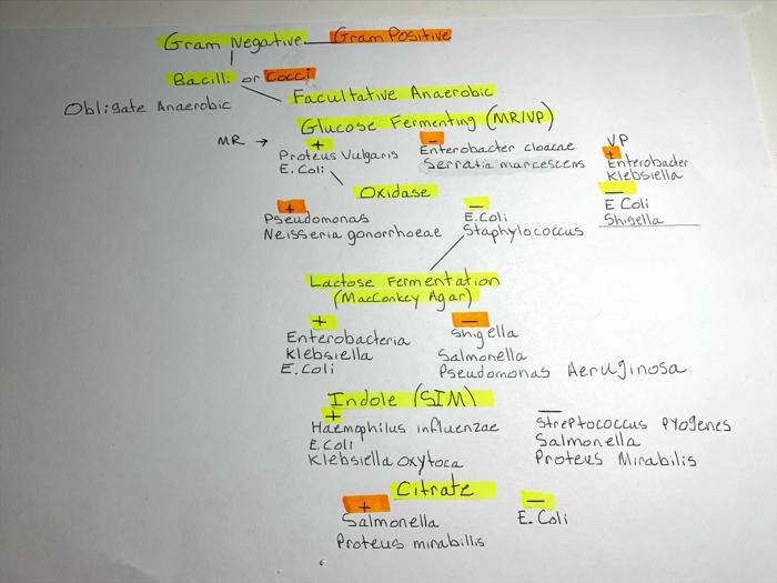 Solved Gram negative Gram Positive Bacilli or Cocci Obligate | Chegg.com