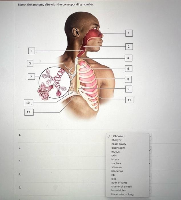 Solved Match the anatomy site with the corresponding number: | Chegg.com