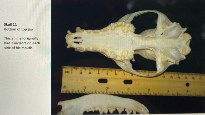 Solved 1 Armadillo Dichotomous Key Check teeth all about the | Chegg.com