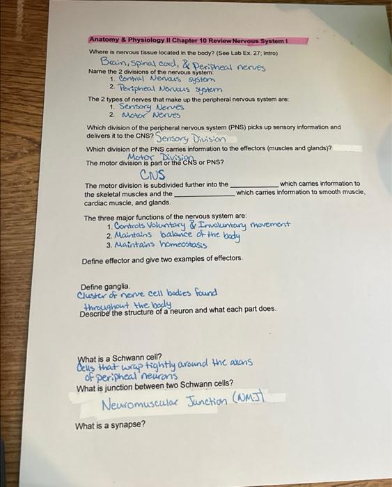 Solved Anatomy & Physiology II Chapter 10 Review Nervous | Chegg.com