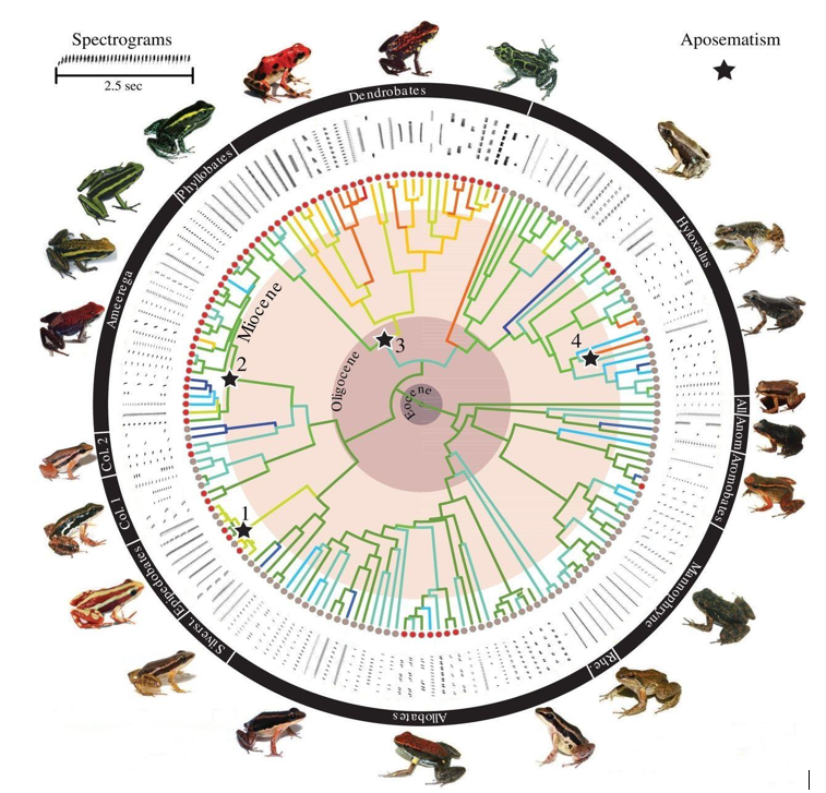 Solved A recent study reconstructed the evolutionary history | Chegg.com