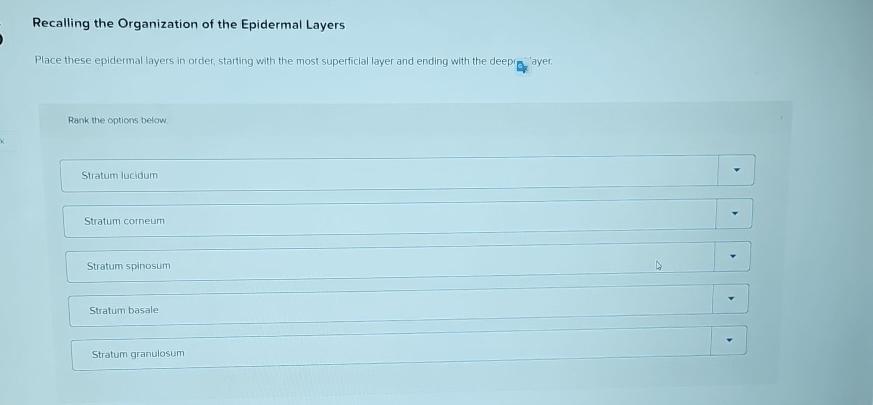 Solved Recalling the Organization of the Epidermal | Chegg.com