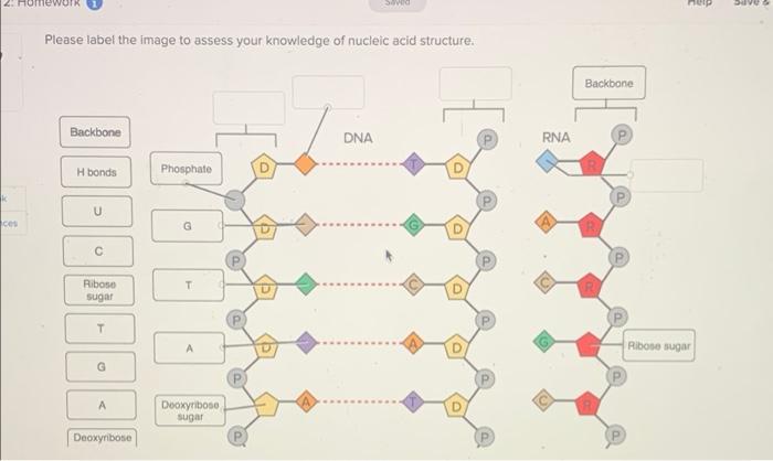 Solved SUV Buvo Please label the image to assess your | Chegg.com