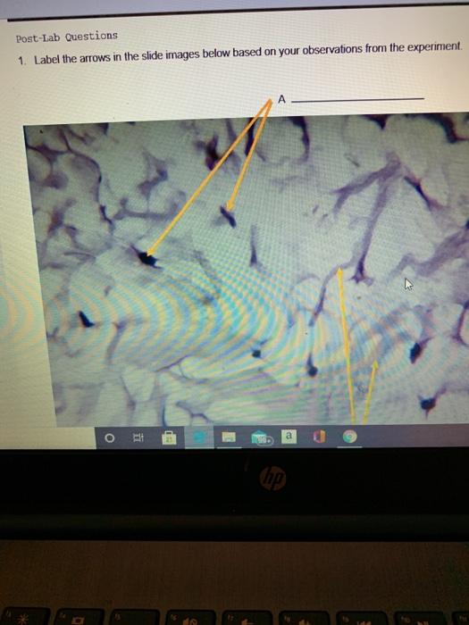 Solved Post-Lab Questions 1. Label the arrows in the slide | Chegg.com