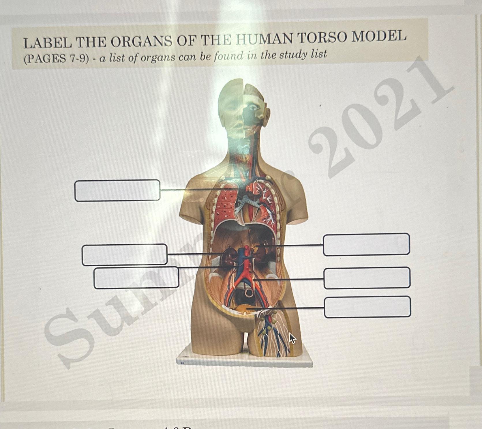 Solved LABEL THE ORGANS OF THE HUMAN TORSO MODEL(PAGES | Chegg.com