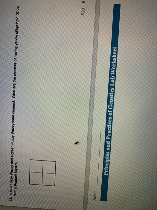 Solved A blue Fuzzy Wuzzy and a green Fuzzy Wuzzy crossed. | Chegg.com