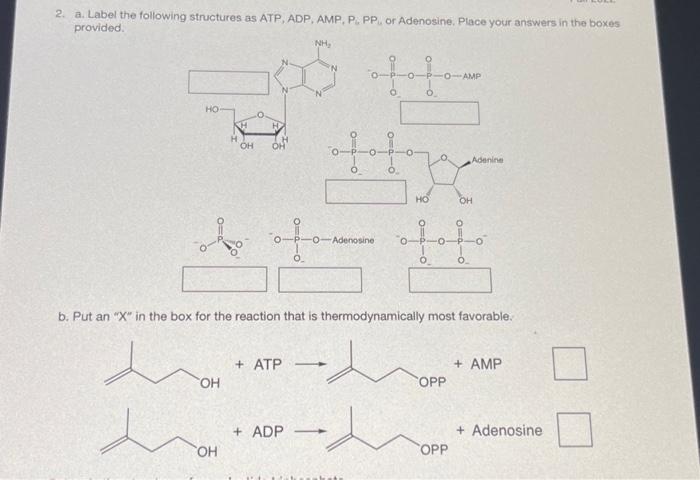 Solved 2. a. Label the following structures as ATP, ADP, | Chegg.com