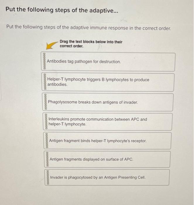 Solved Put the following steps of the adaptive... Put the | Chegg.com