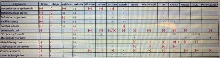 Solved Methyl Red VP Citrate Urease H2S Phenylalanine . .. | Chegg.com