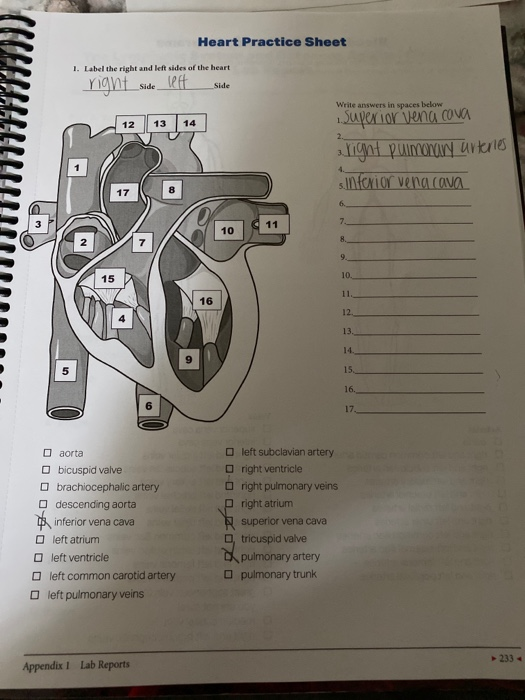 Solved Heart Practice Sheet 1. Label the right and left | Chegg.com
