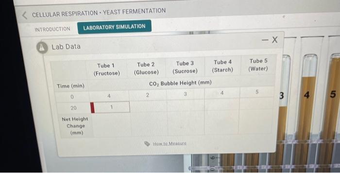 Solved . CELLULAR RESPIRATION YEAST FERMENTATION | Chegg.com Solved . CELLULAR RESPIRATION YEAST FERMENTATION | Chegg.com