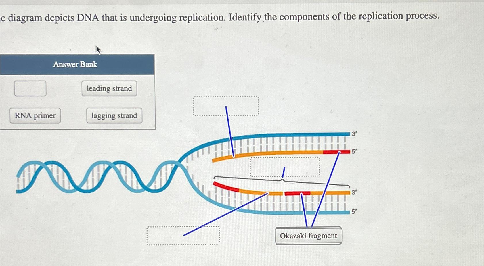 Solved diagram depicts DNA that is undergoing replication. | Chegg.com