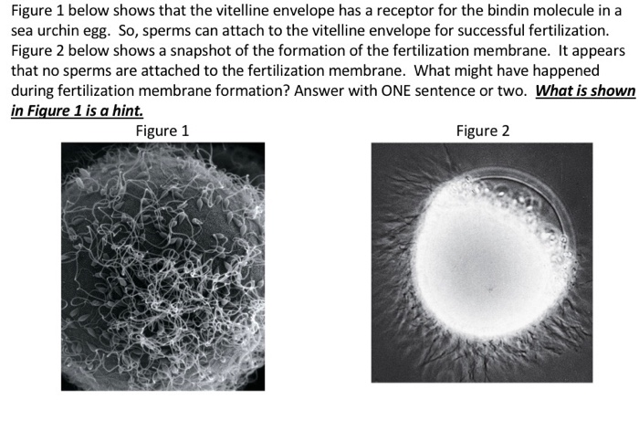 Solved Figure 1 below shows that the vitelline envelope has | Chegg.com