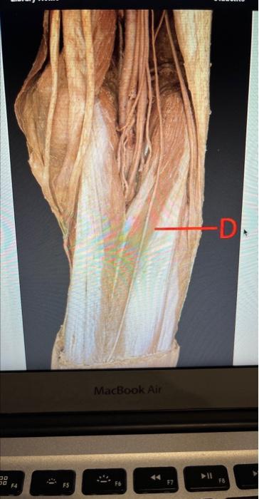 Solved What is structure D? What is the nerve supply of | Chegg.com