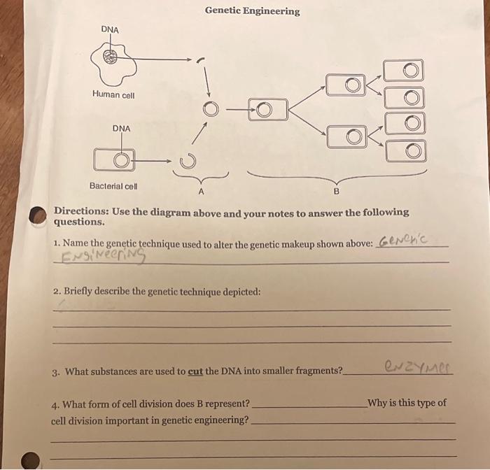 Solved Genetic Engineering Directions: Use the diagram above | Chegg.com