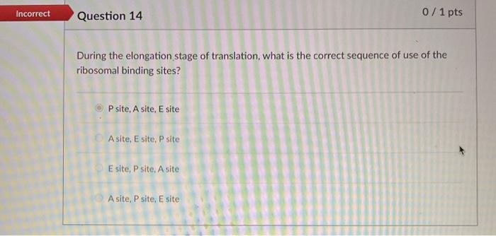 Solved During the elongation stage of translation, what is | Chegg.com