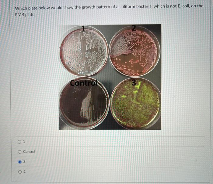 Solved Which plate below would show the growth pattern of a | Chegg.com