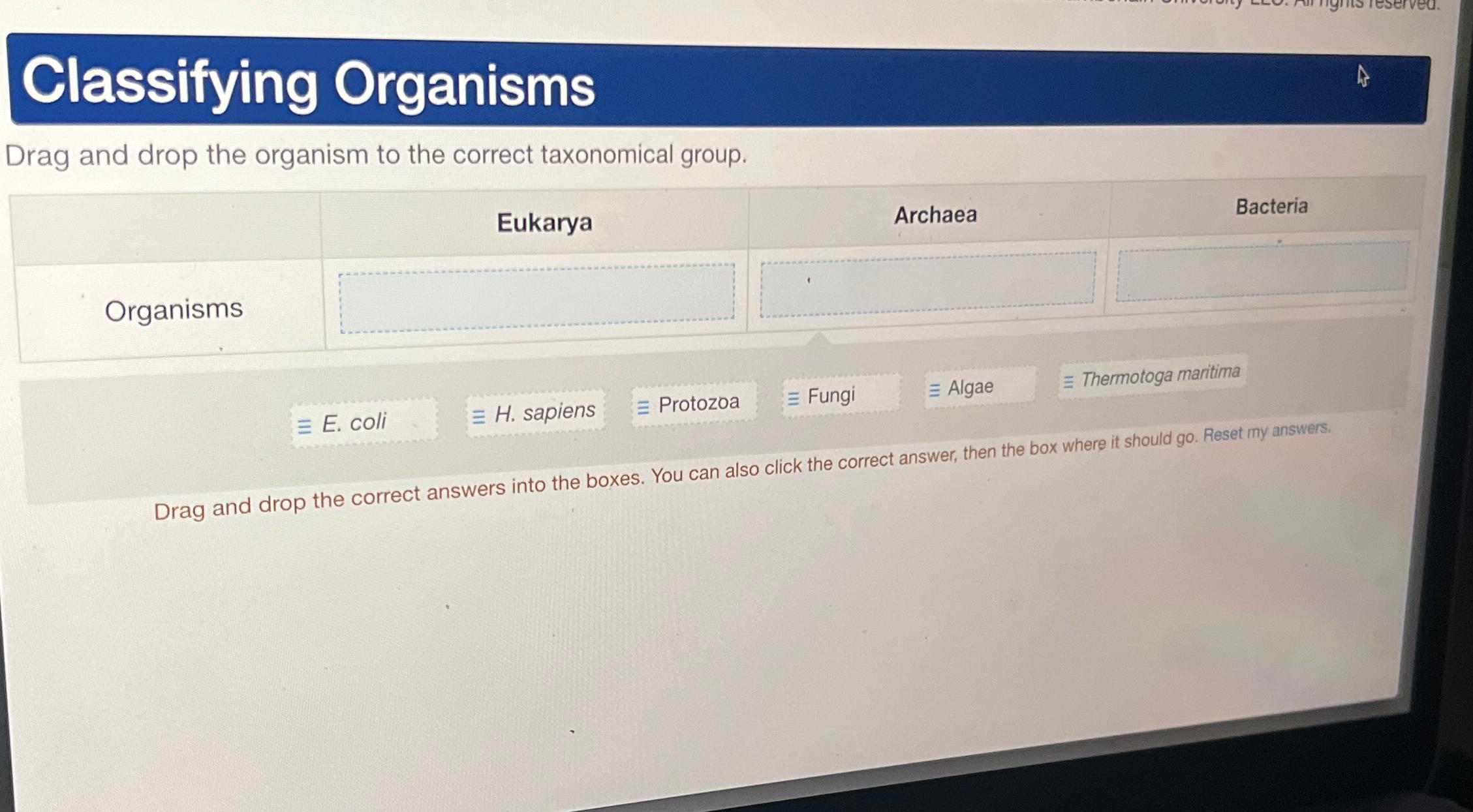 Solved Classifying OrganismsDrag and drop the organism to | Chegg.com