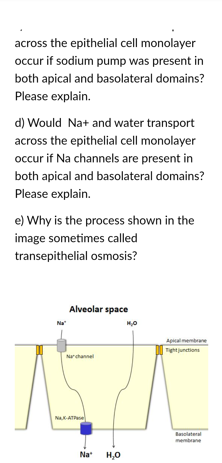 Solved The model below shows how 3 transport proteins: Na+ | Chegg.com