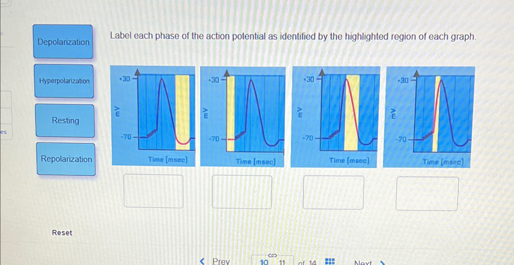 Solved DepolarizationLabel each phase of the action | Chegg.com