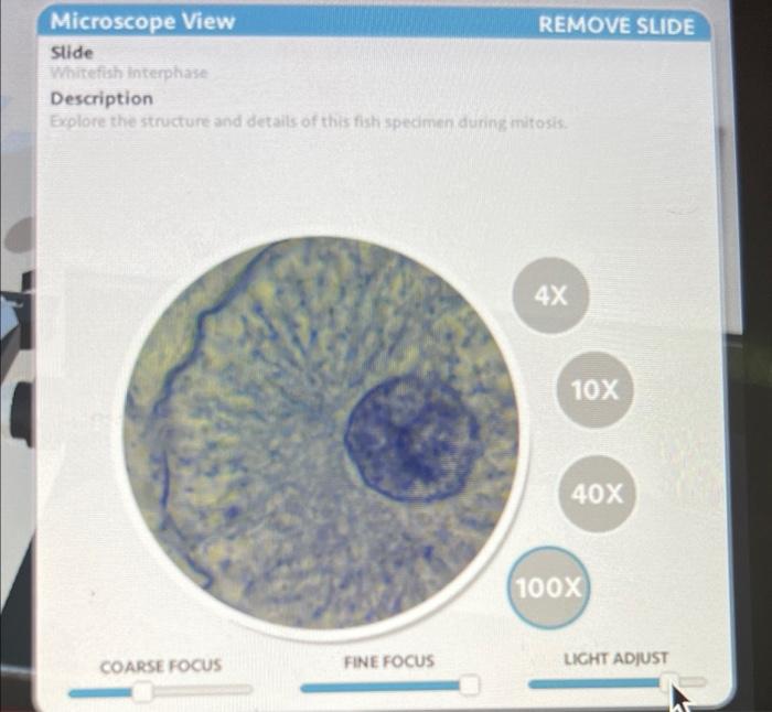 Solved 10. Remove the onion slide and view the slide | Chegg.com