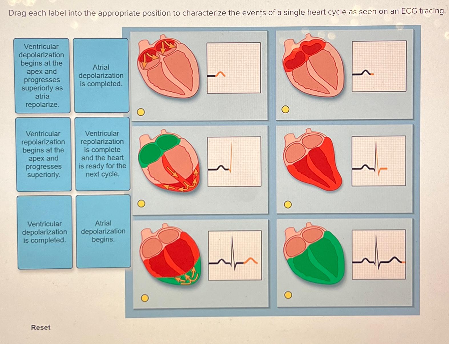 Solved Drag each label into the appropriate position to | Chegg.com