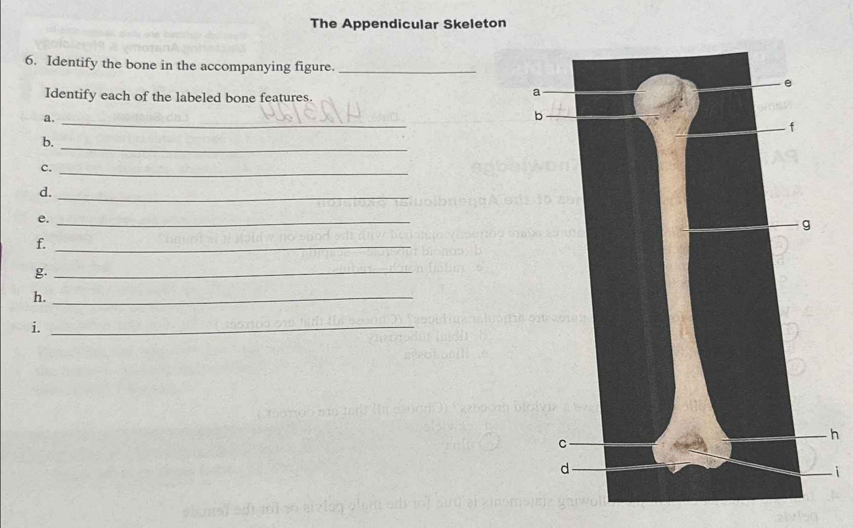 Solved The Appendicular Skeleton6. ﻿Identify the bone in the | Chegg.com