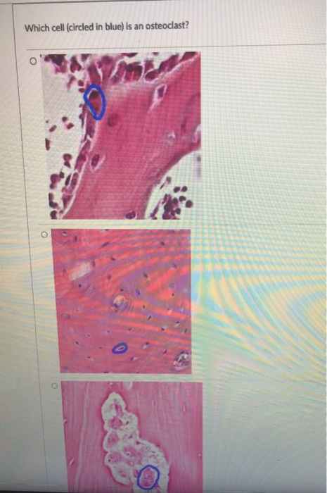 Which of the following cells (circled in blue) has a | Chegg.com
