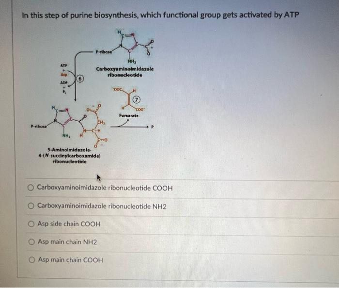 Solved In this step of purine biosynthesis, which functional | Chegg.com