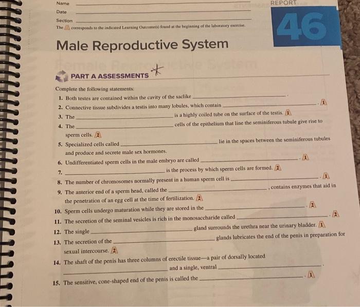 Solved Name Date Section Male Reproductive System PART A | Chegg.com