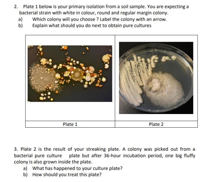 Solved 2. Plate 1 below is your primary isolation from a | Chegg.com