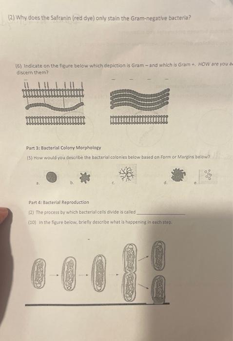 Solved (2) Why does the Safranin (red dye) only stain the | Chegg.com
