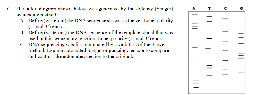 The autoradiogram shown below was generated by the | Chegg.com