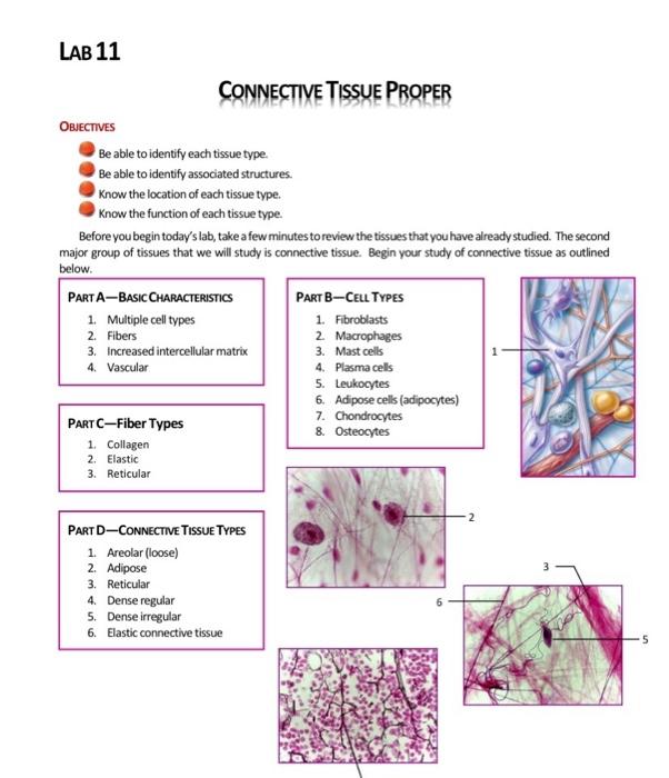 Solved LAB 11 CONNECTIVE TISSUE PROPER OBJECTIVES Be able to | Chegg.com