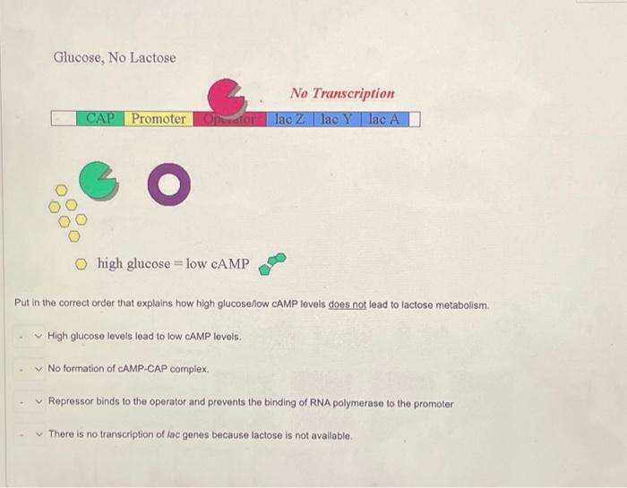 Solved Glucose, No Lactose high glucose = low cAMP Put in | Chegg.com
