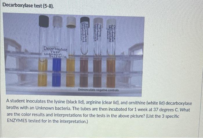 Solved Decarboxylase test (5-8). EL D Decarboxylase TH Linn | Chegg.com